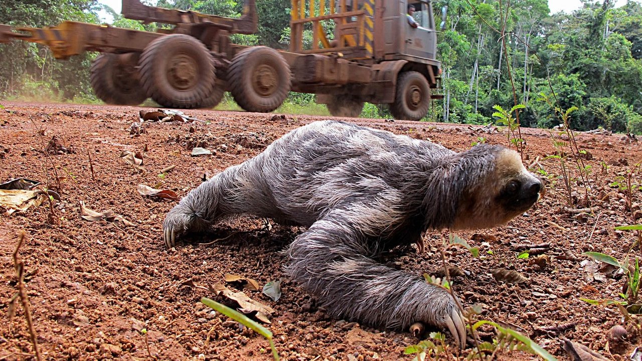 Deforestation Animals