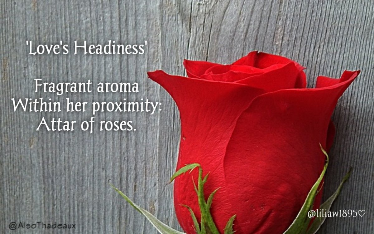 Haiku About Roses
