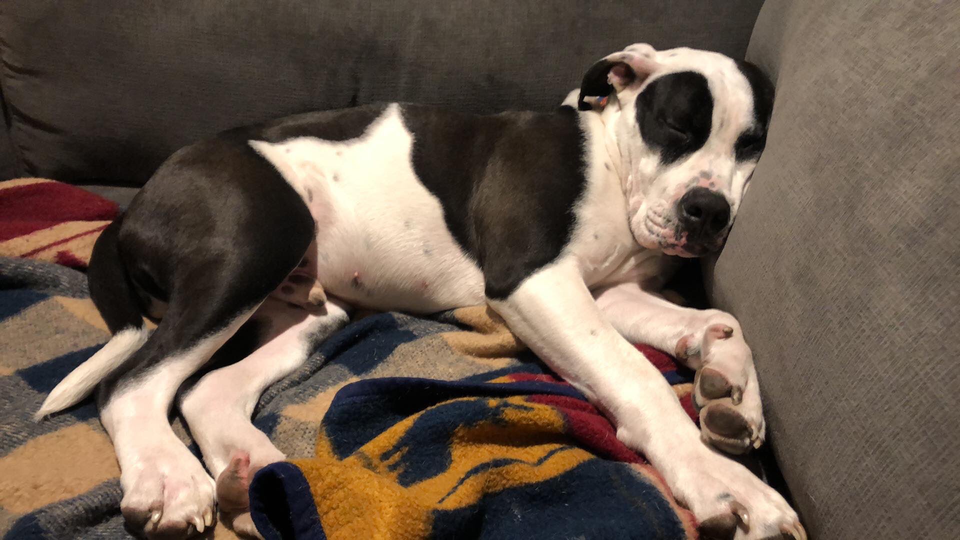 White Boxer Great Dane Mix
