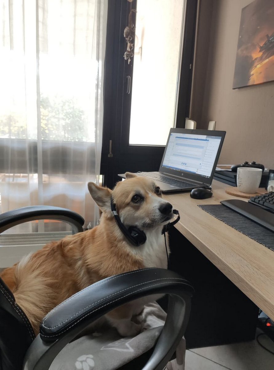 Office Corgi