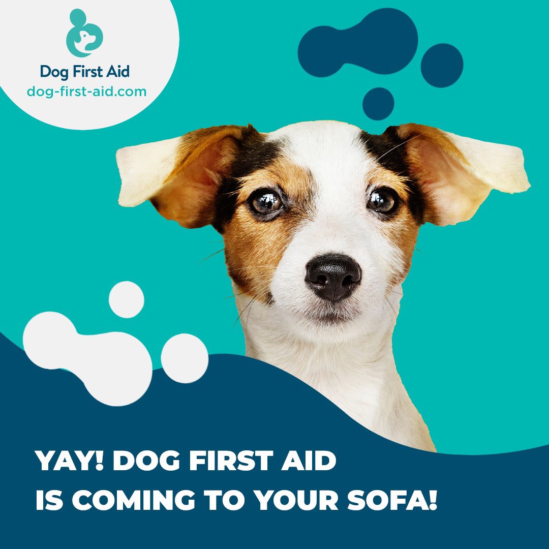 Can You Bring Your Dog On First Class