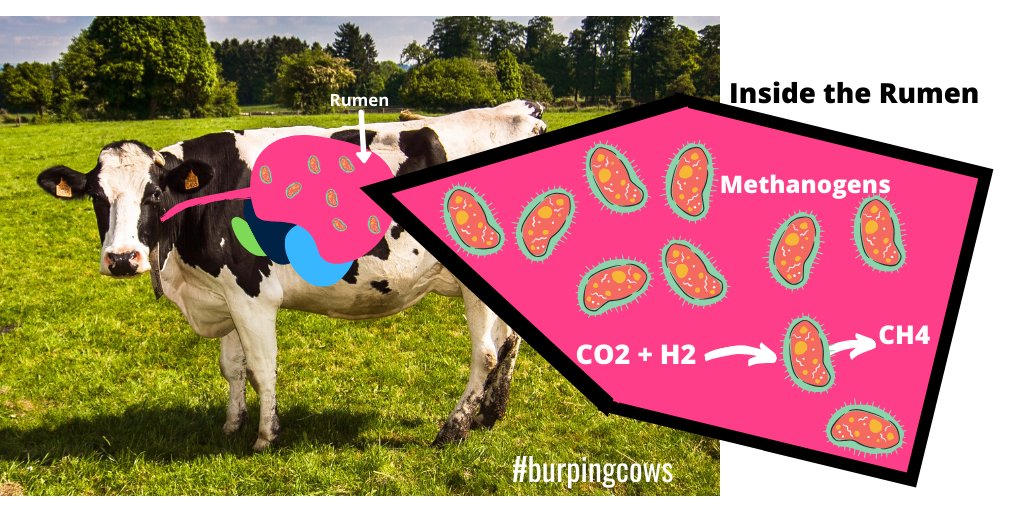 Methanogens In Cows