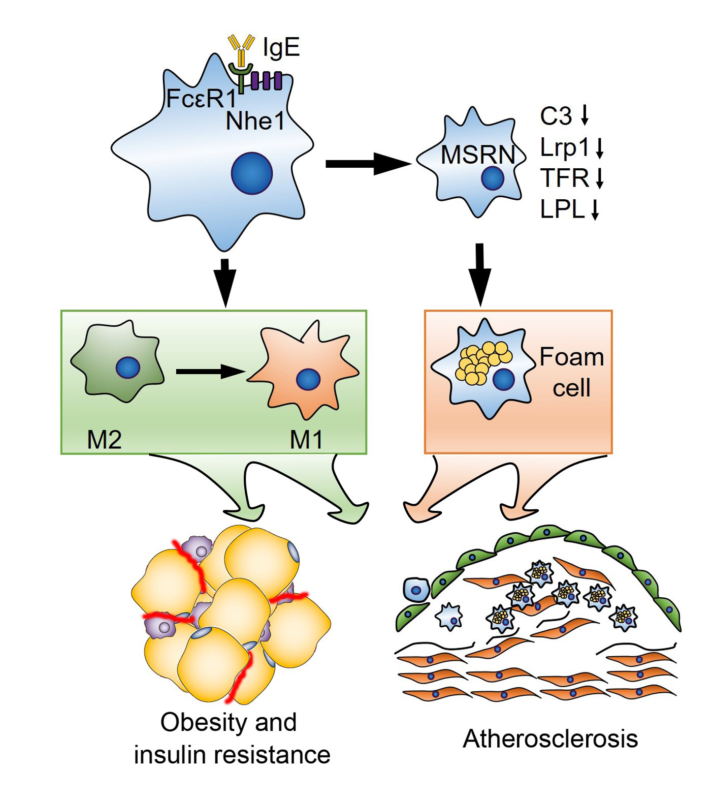 Foam Cell Atherosclerosis