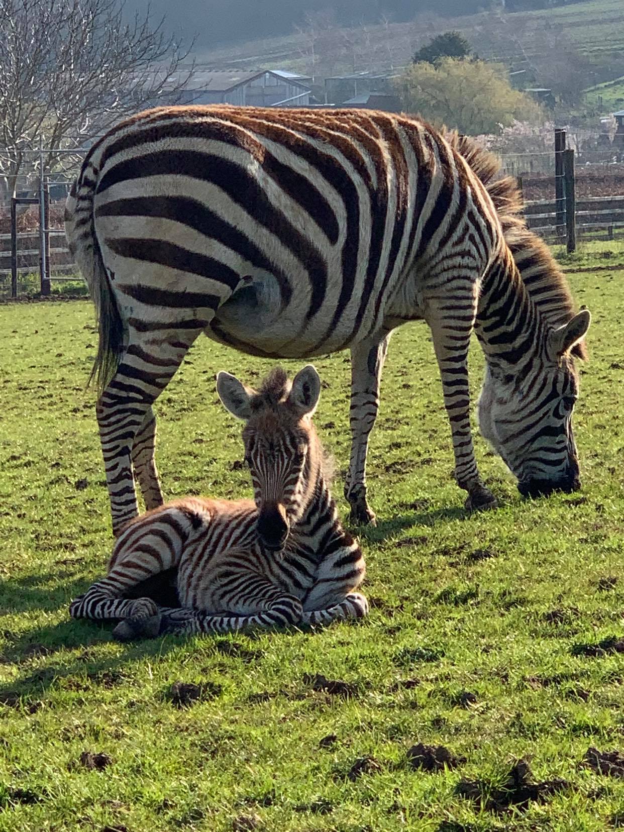 Newborn Baby Zebras
