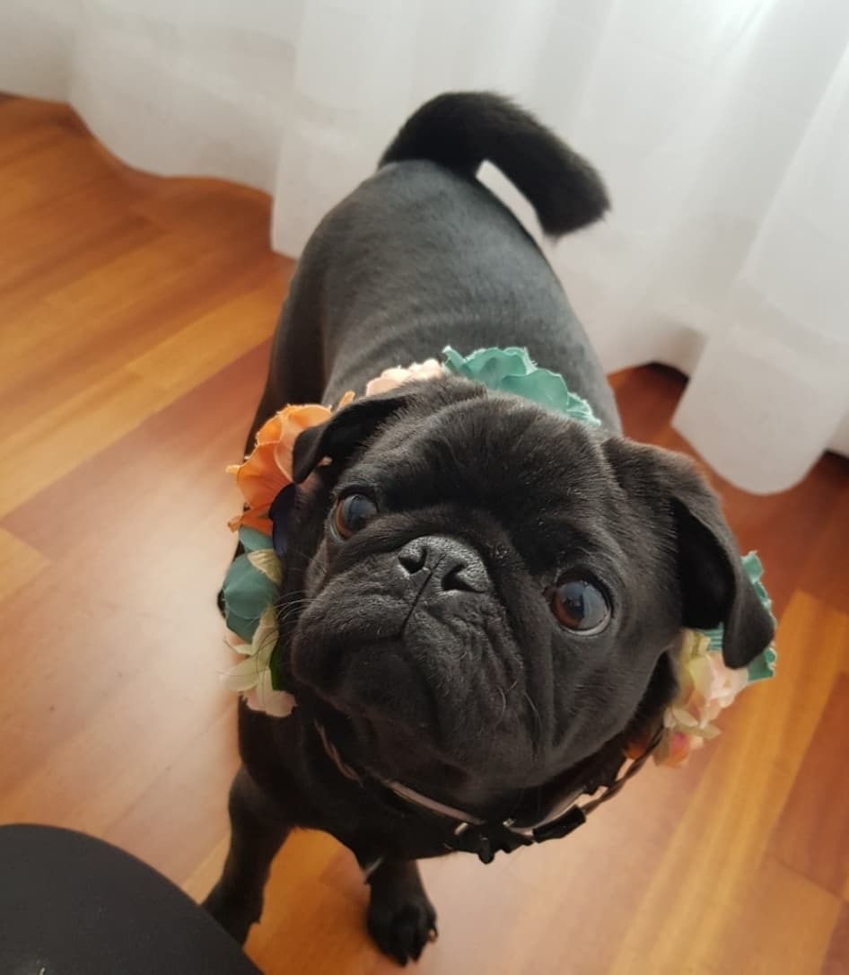 Mimo (@mimorguee) さんのTwitterコスプレ作品まとめ (22 件) - Twoucan