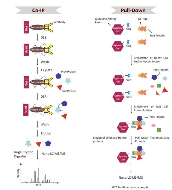 Creative Proteomics on Twitter: "PROTEIN-PROTEIN INTERACTIONS CO-IMMUNOPRECIPITATION VS PULL ...