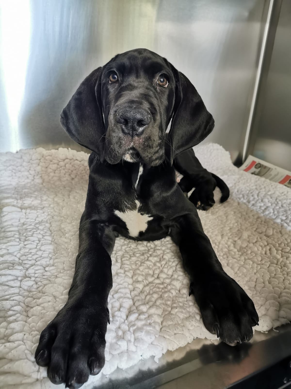 Scooby Doo Great Dane