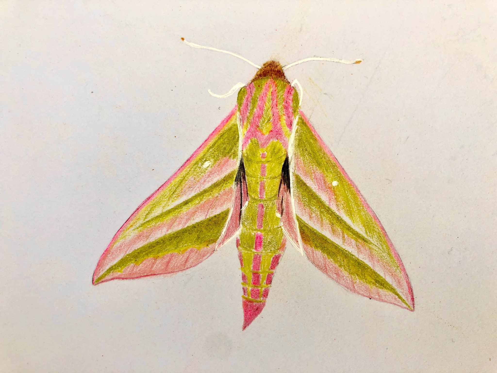 Sphinx Moth Drawing