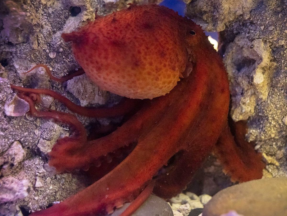 East Pacific Red Octopus