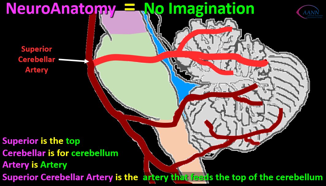 Superior Cerebellar Artery Distribution