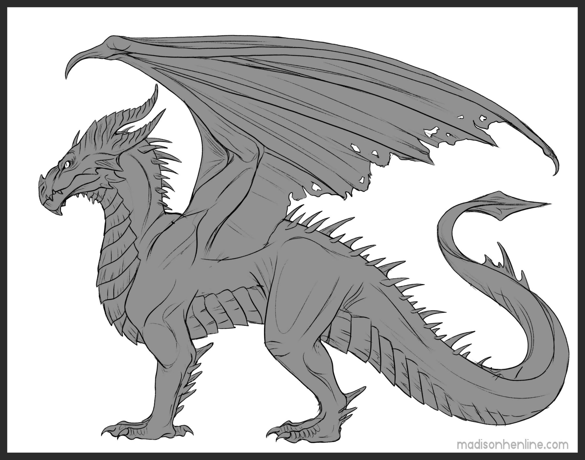 Western Dragon Drawing