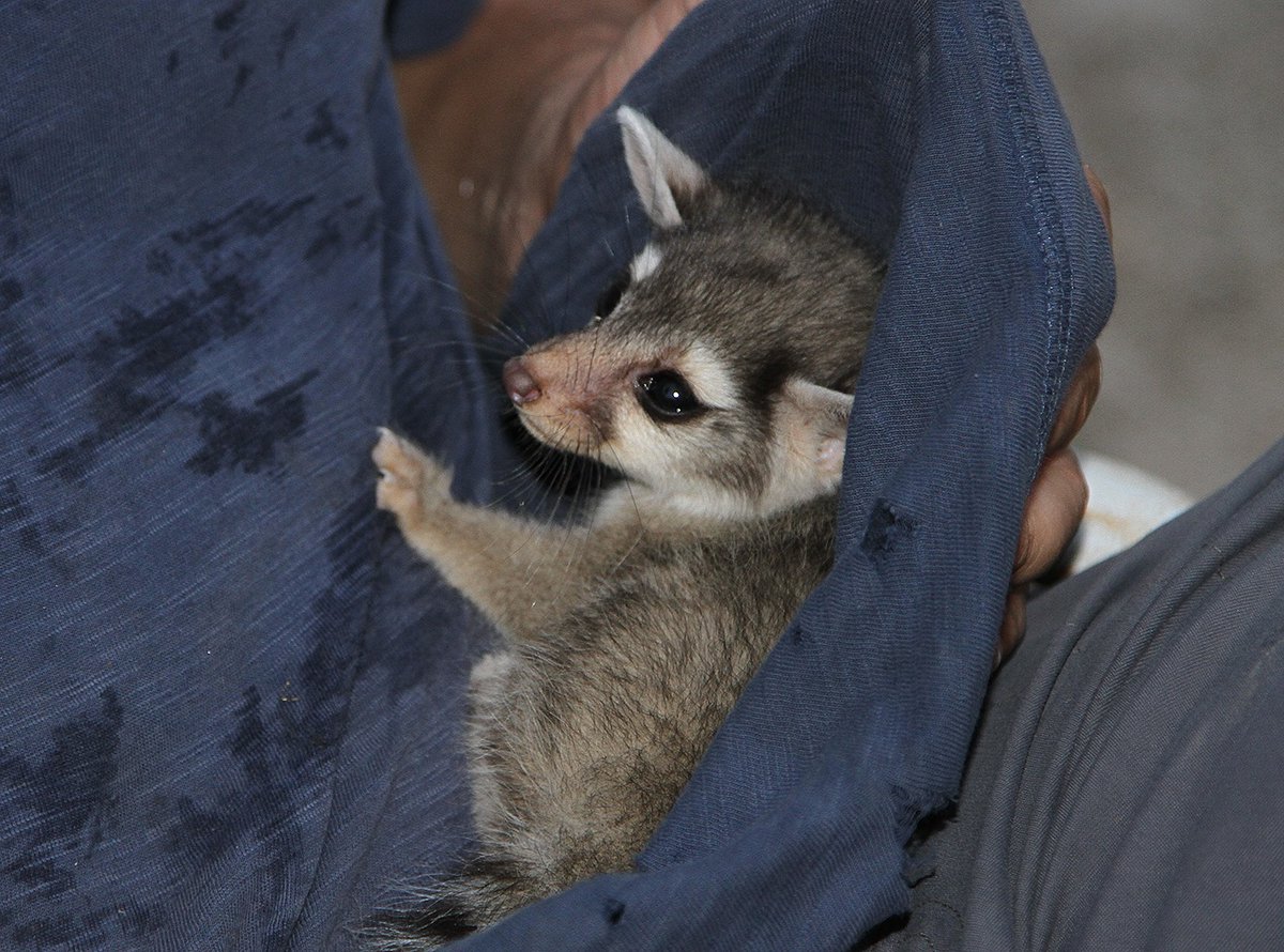 Baby Ring Tailed Cat