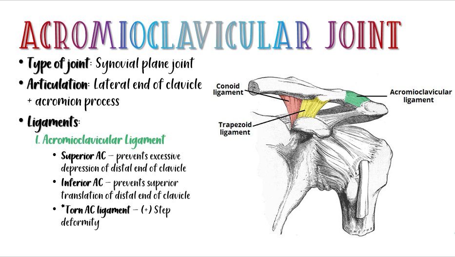 Clavicle Acromial End