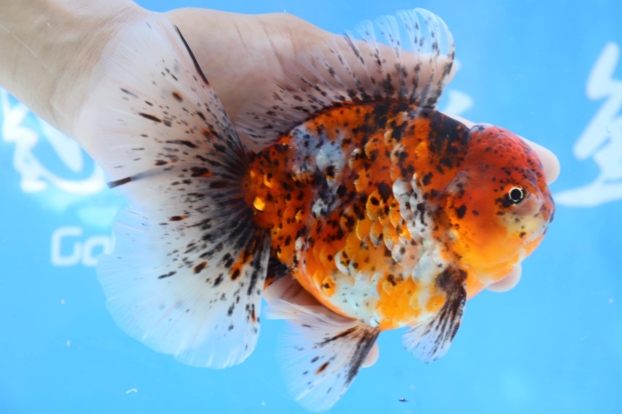 Calico Oranda Goldfish