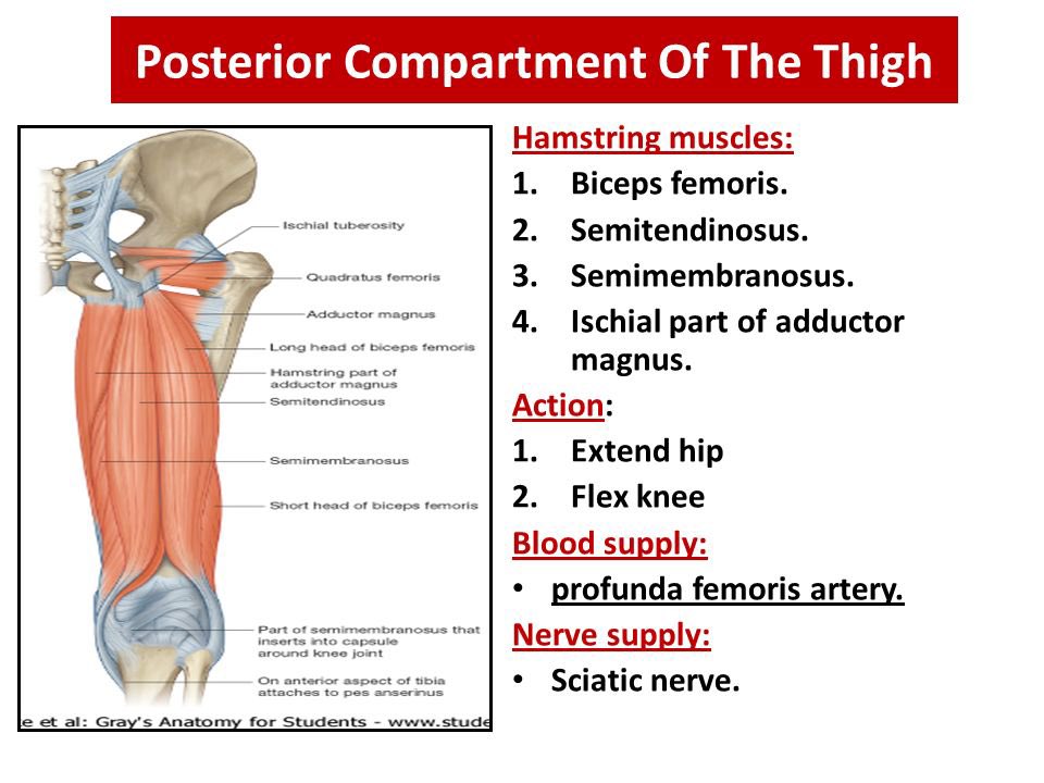 Adductor Hamstring Portion