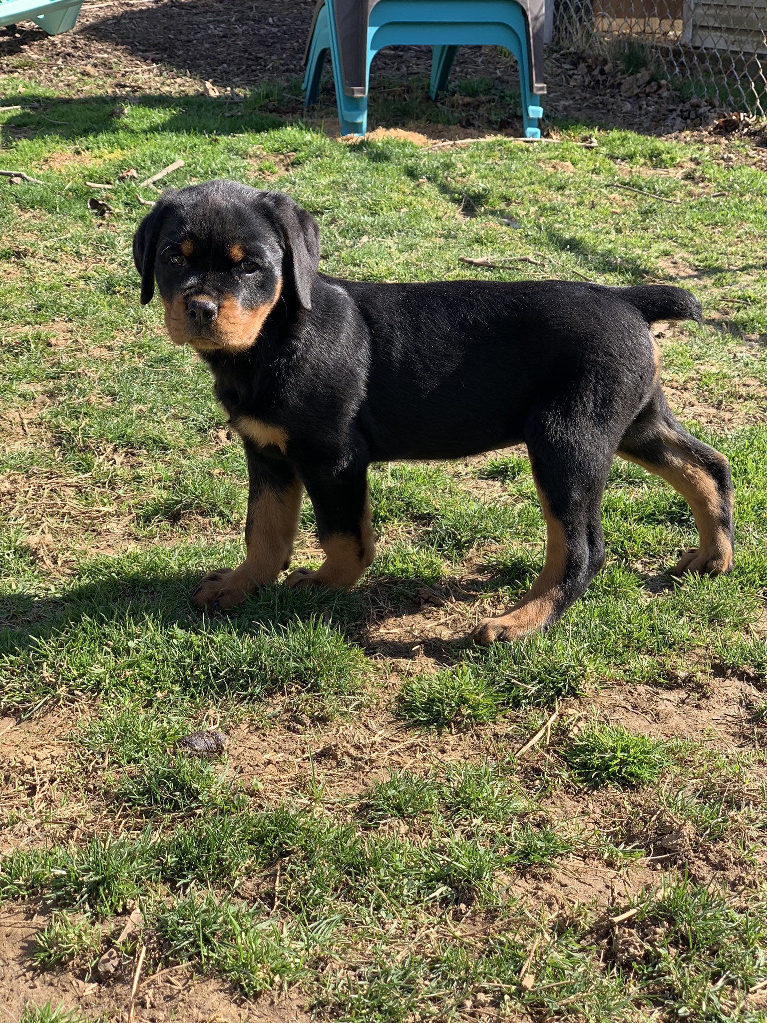 Rottweiler Puppies 9 Months