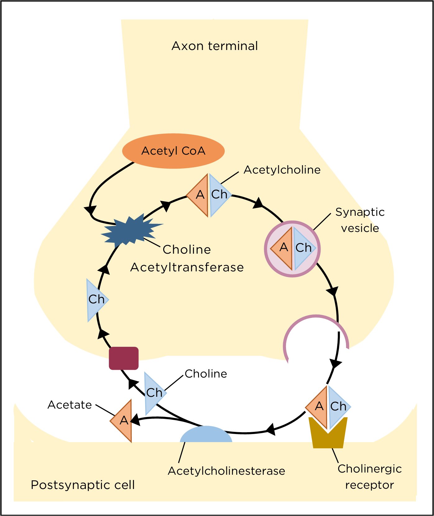 Acetylcholine Neurotransmitter