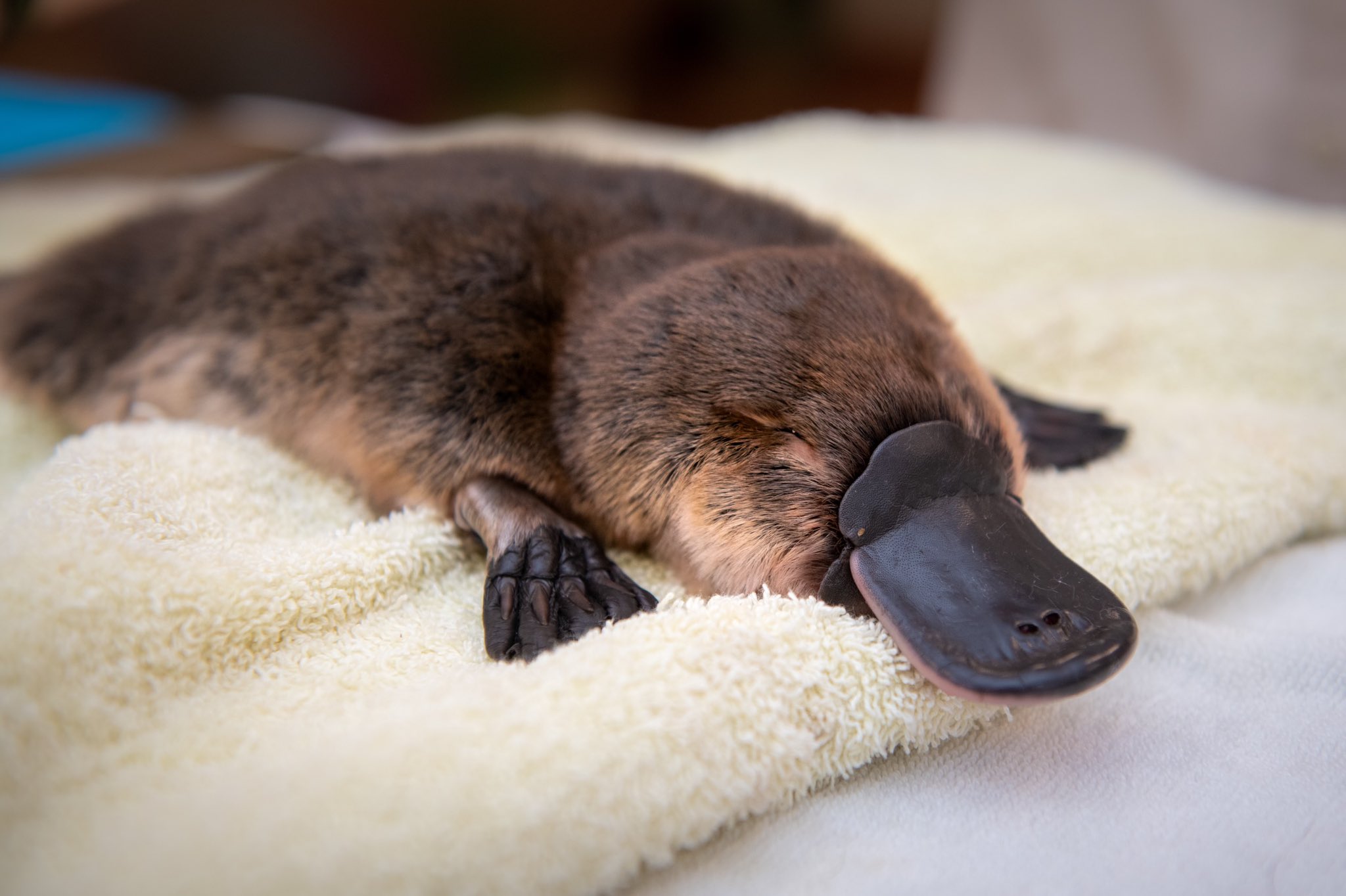 Platypus Sleeping