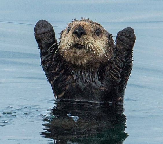 Smiling Sea Otter