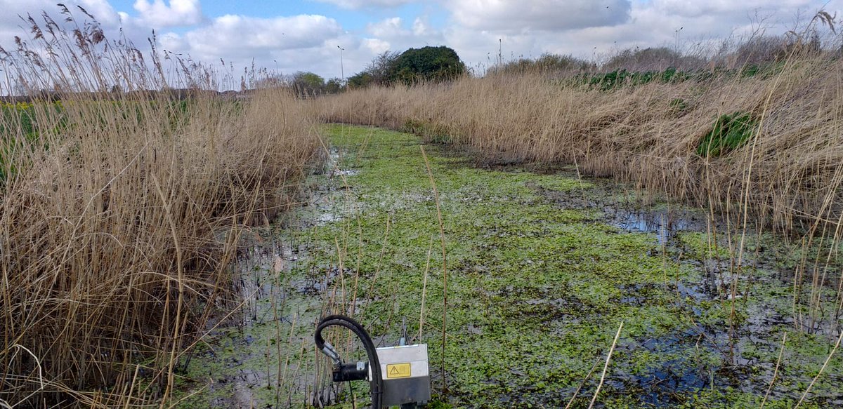 Invasive aquatic plants to watch out for this summer | Aquatic Solutions