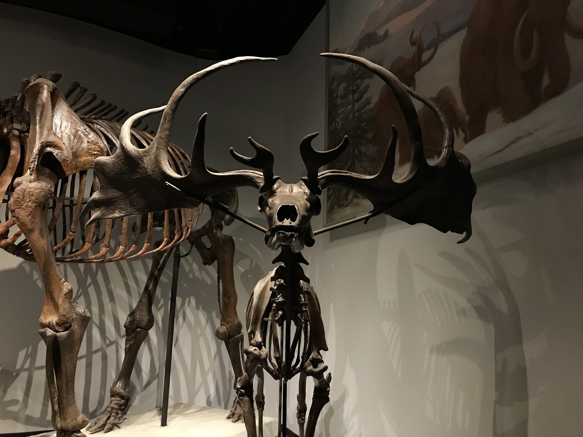 Irish Elk Skull
