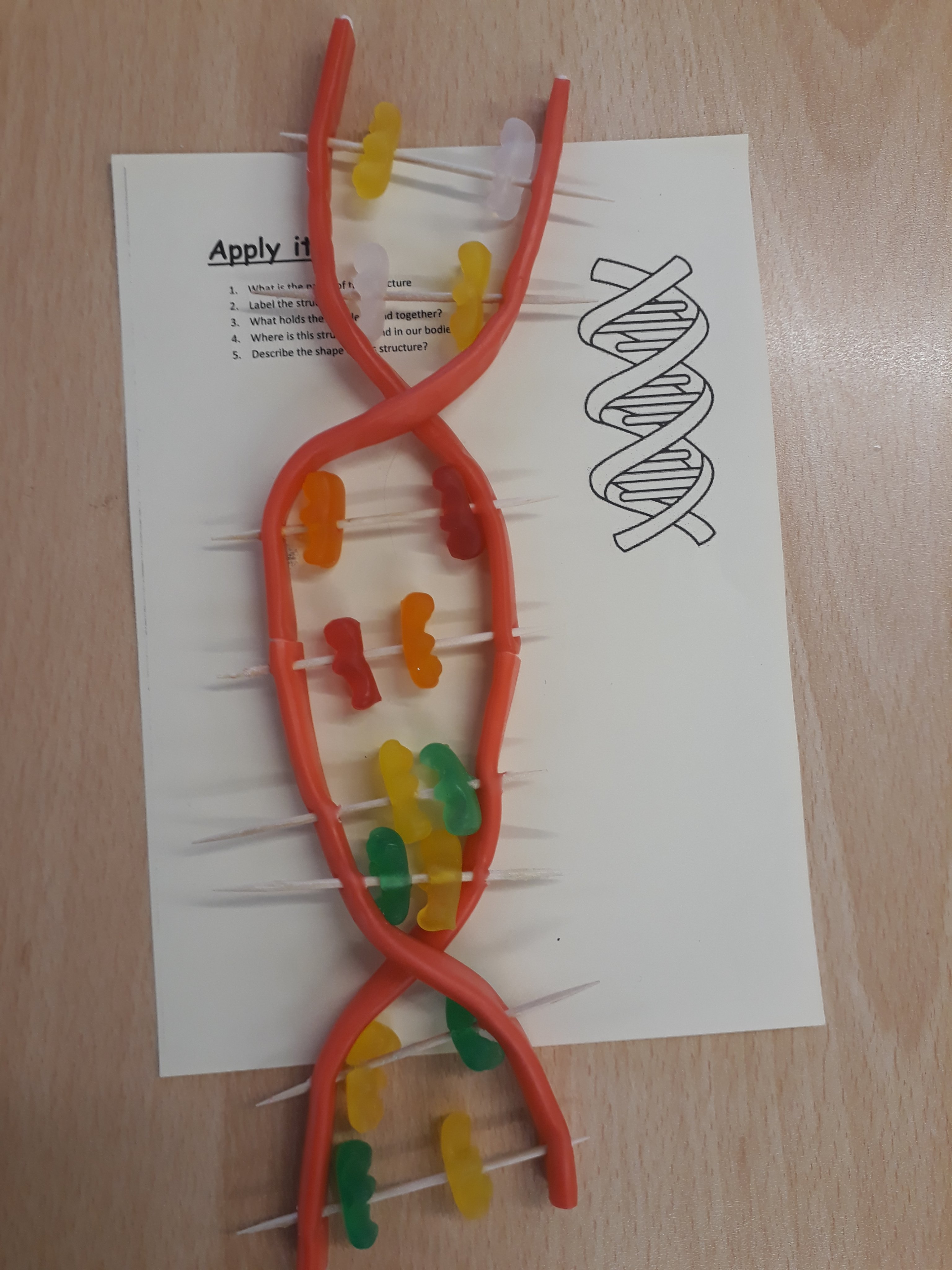 Dna Structure Model Project Ideas