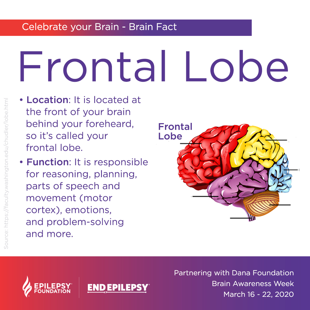 Frontal Lobe Location