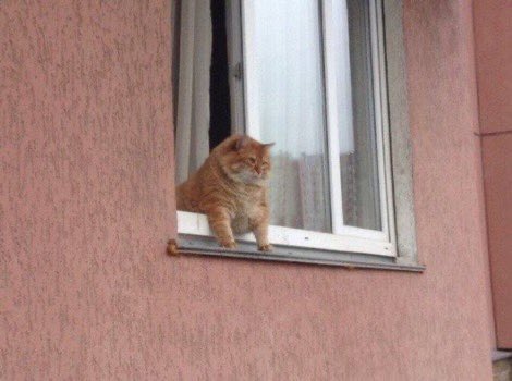 Cat At Window Waiting
