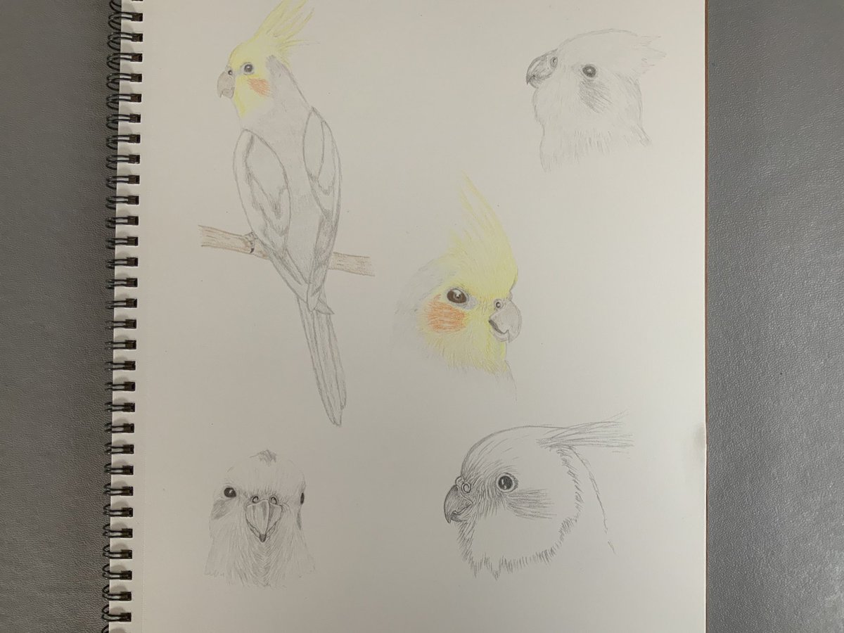 How To Draw A Cockatiel Step By Step