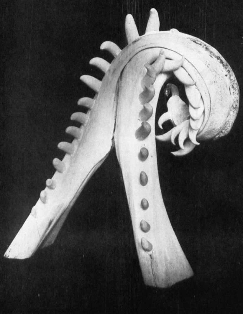 Sperm Whale Jaw