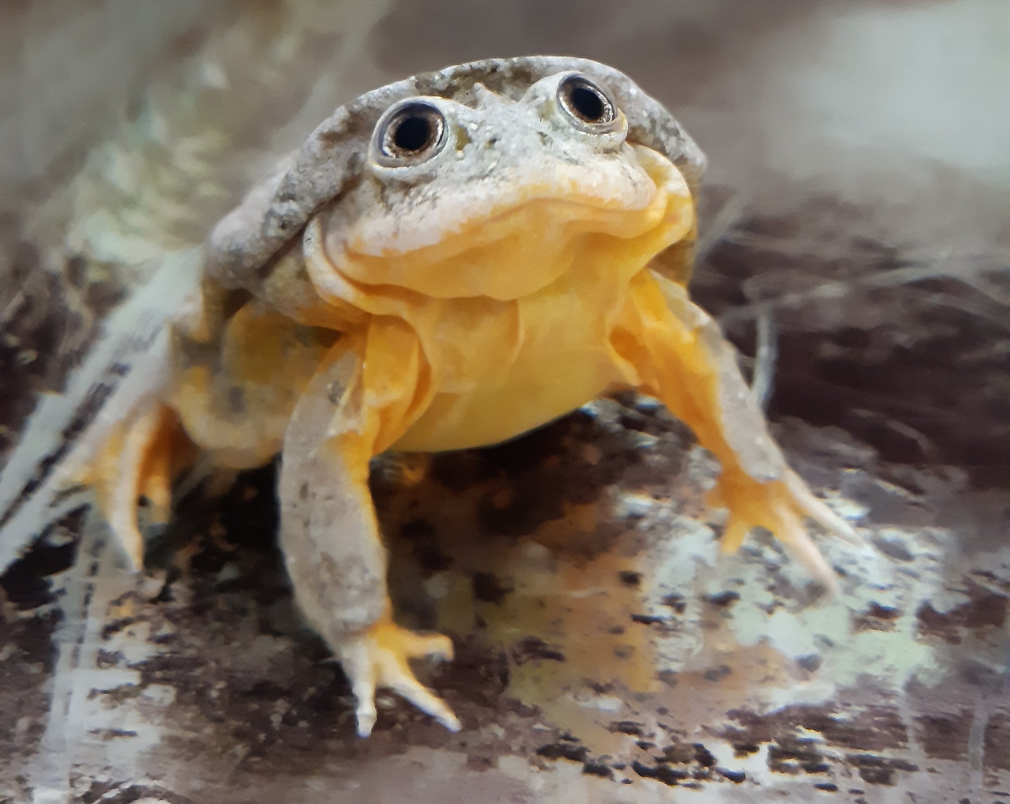 Aquatic Scrotum Frog Saving The Titicaca 'Scrotum Frog' In The Andean