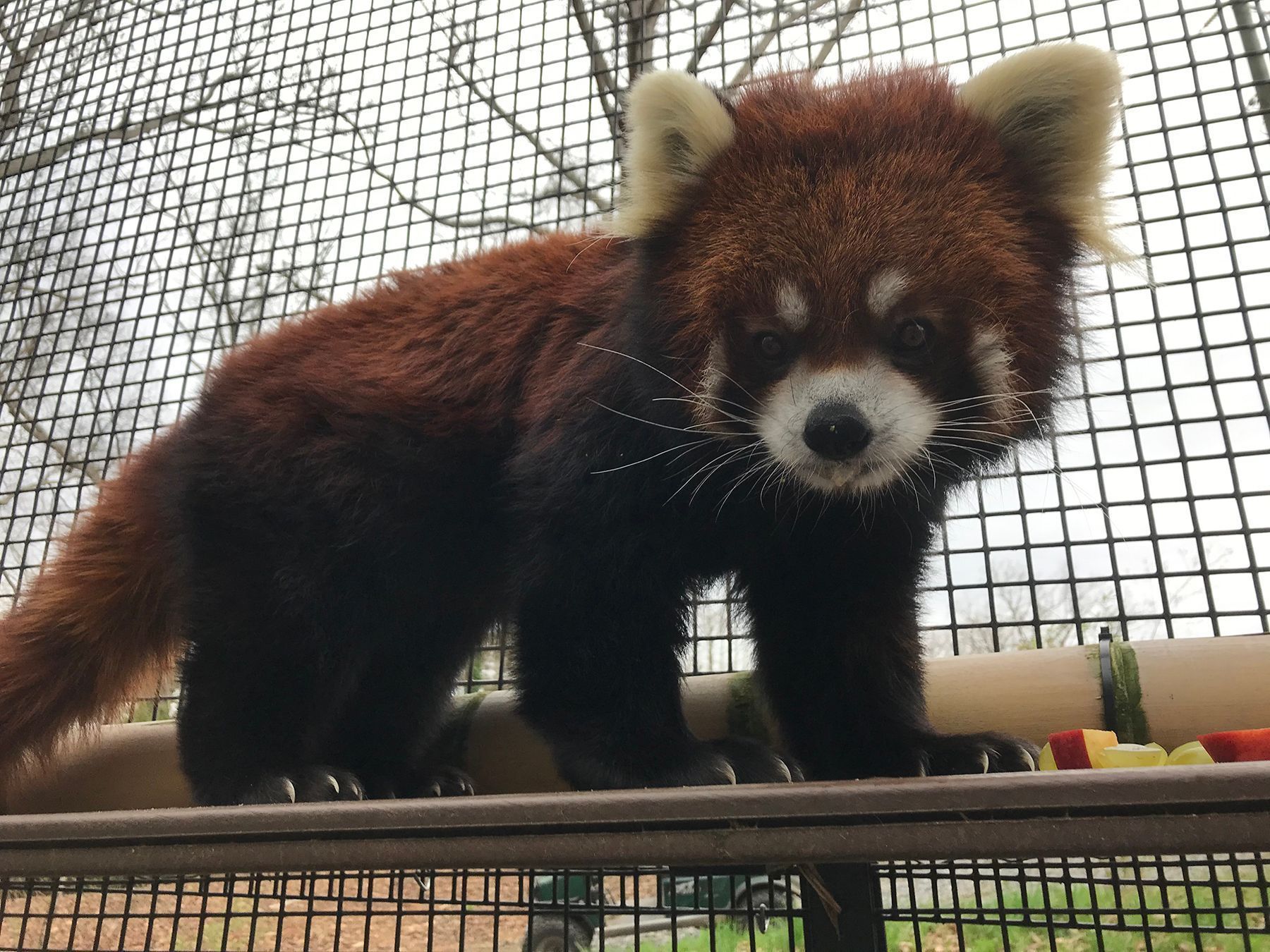 Pygmy Red Panda