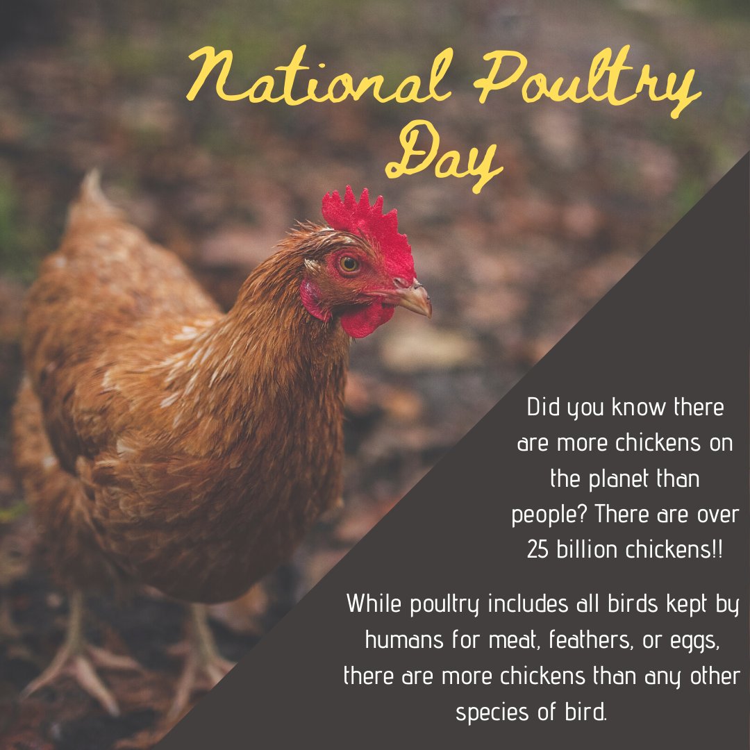March 19 Poultry Day