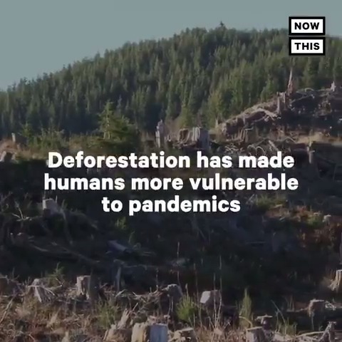 Deforestation Memes