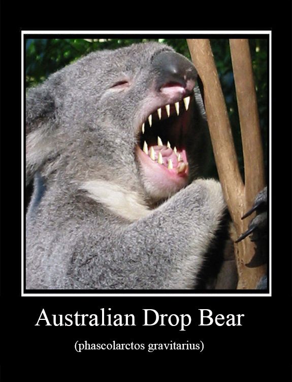 Drop Bear Warning