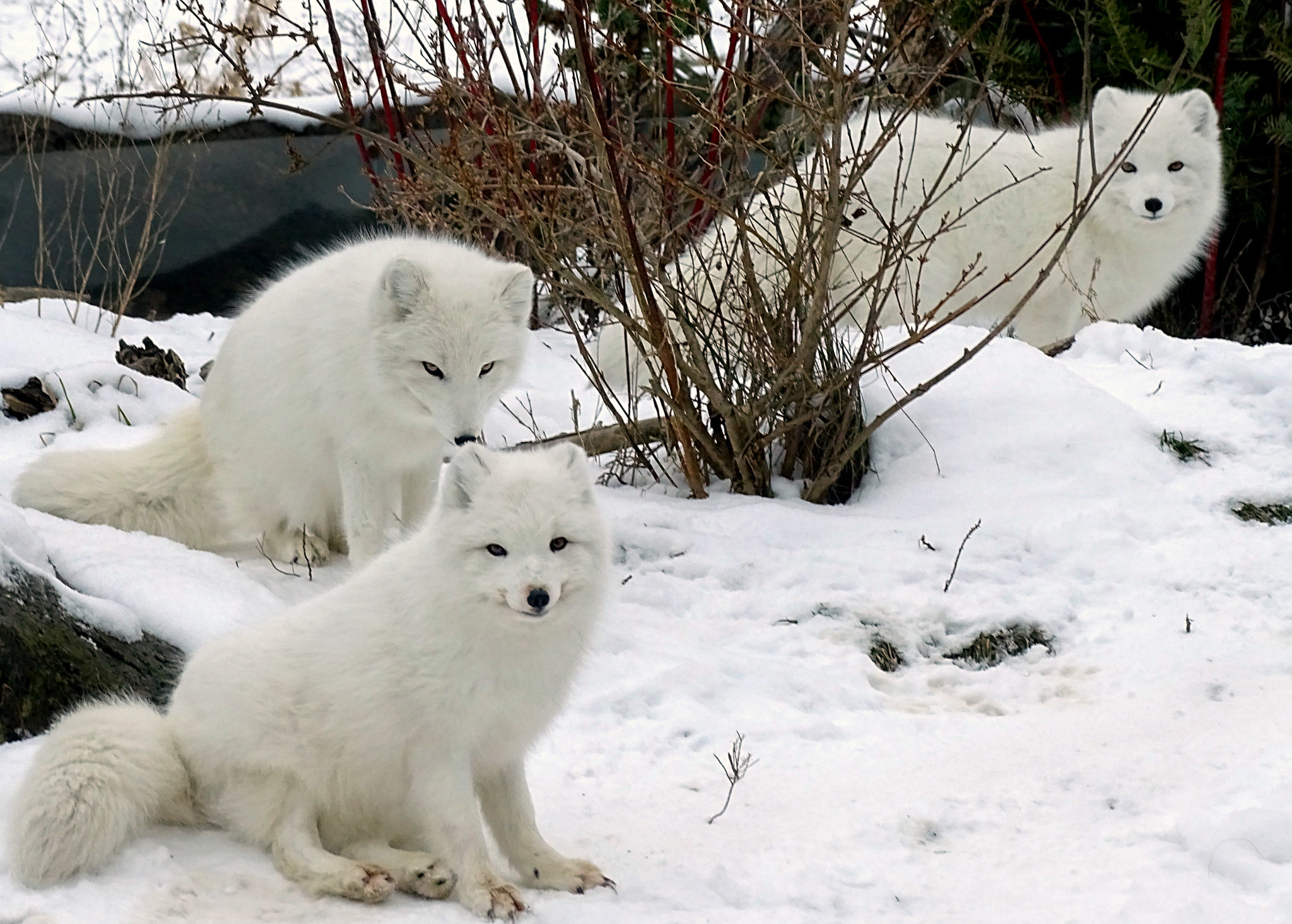 Arctic Fox Group