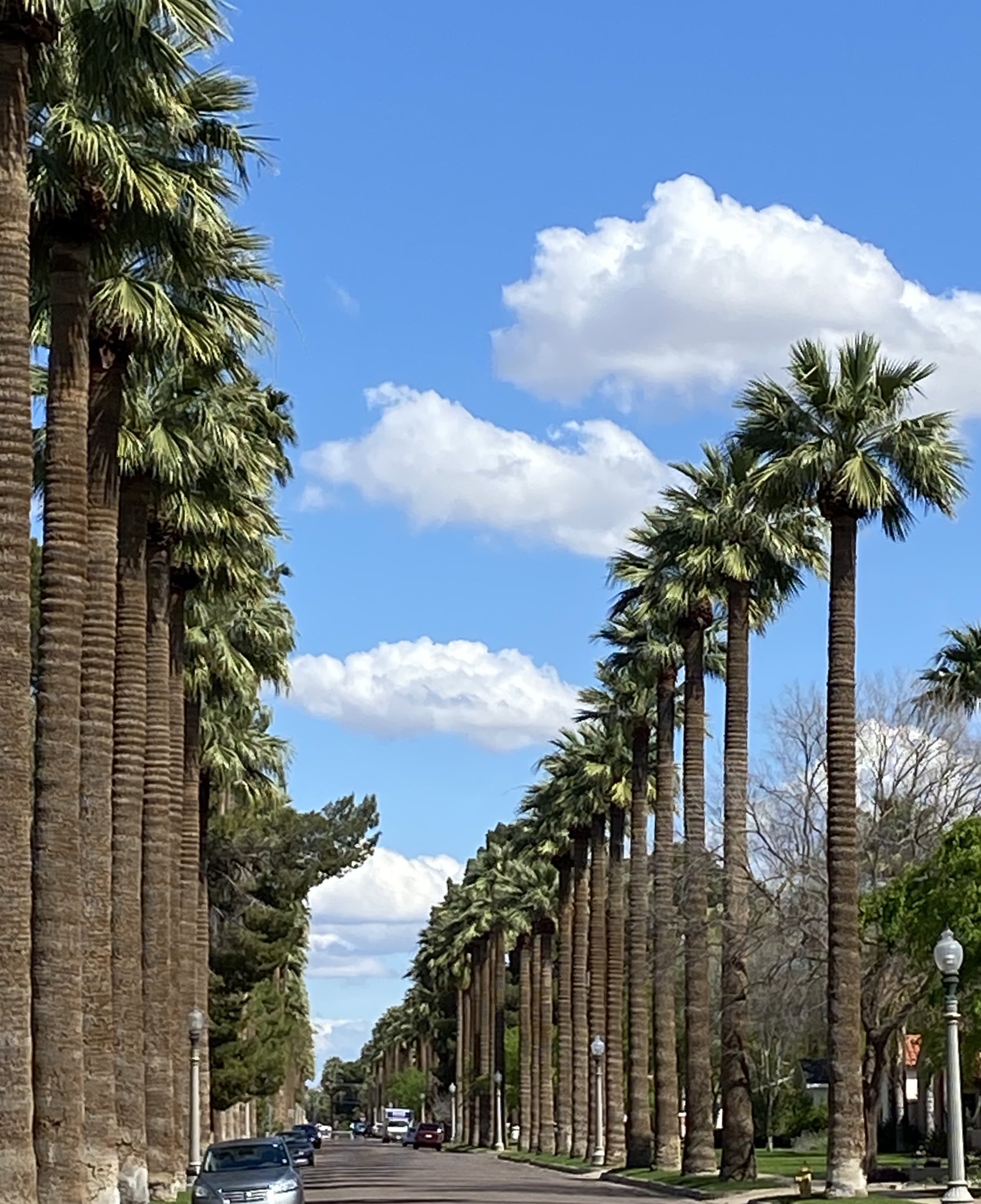 Trees In Phoenix Arizona
