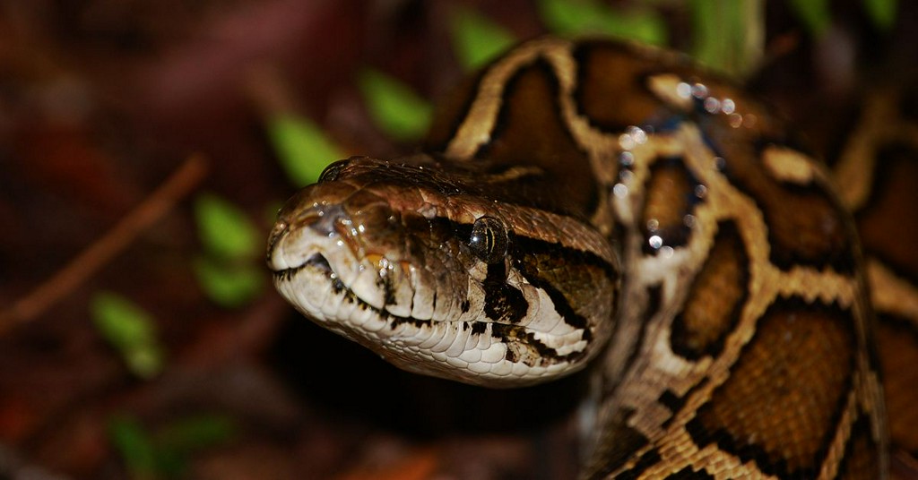 Pythons are invading Florida. Meet the scientists fighting back ...