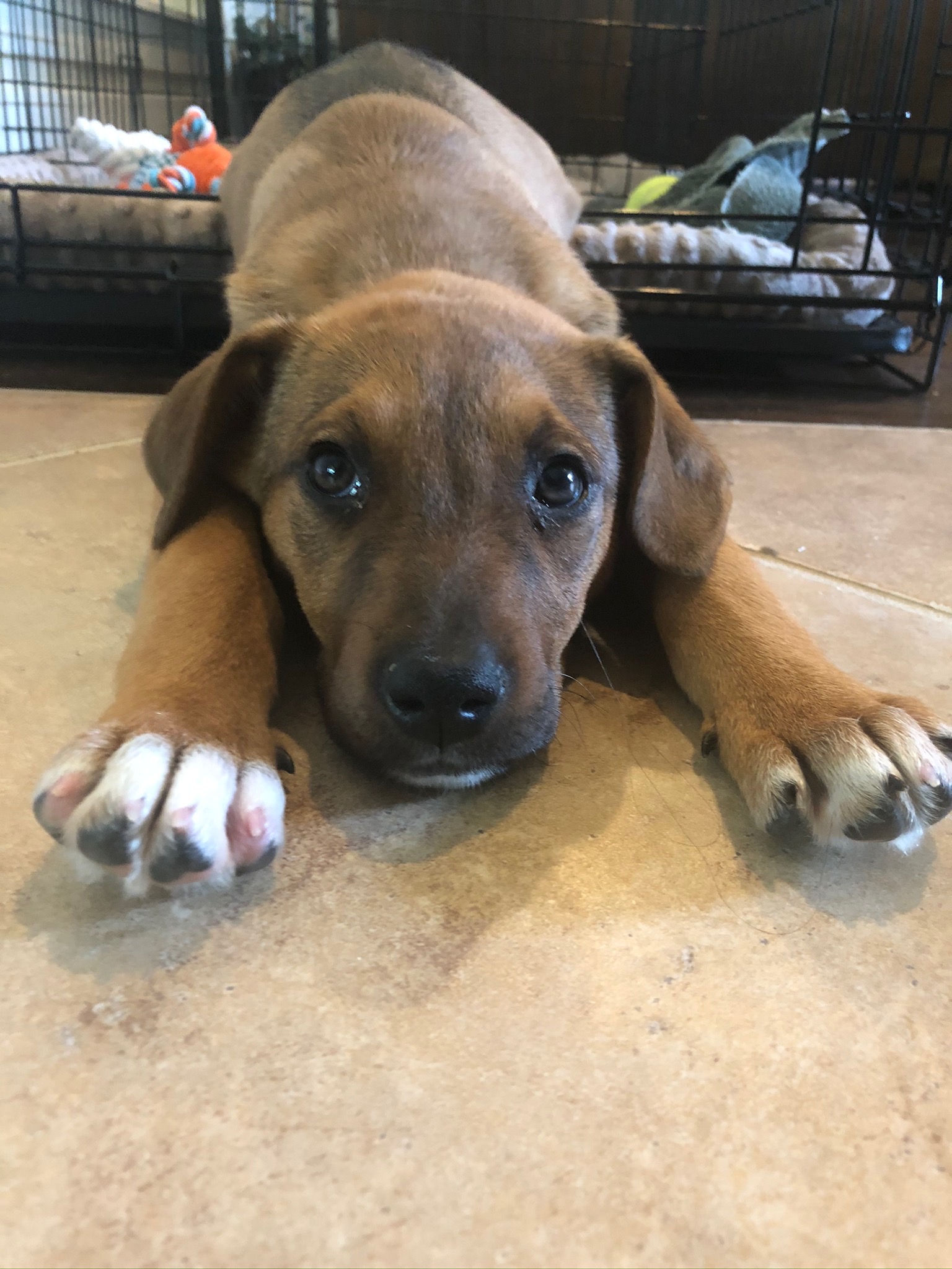 Ridgeback German Shepherd Lab Mix