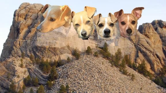 Are Dog Allowed At Mount Rushmore