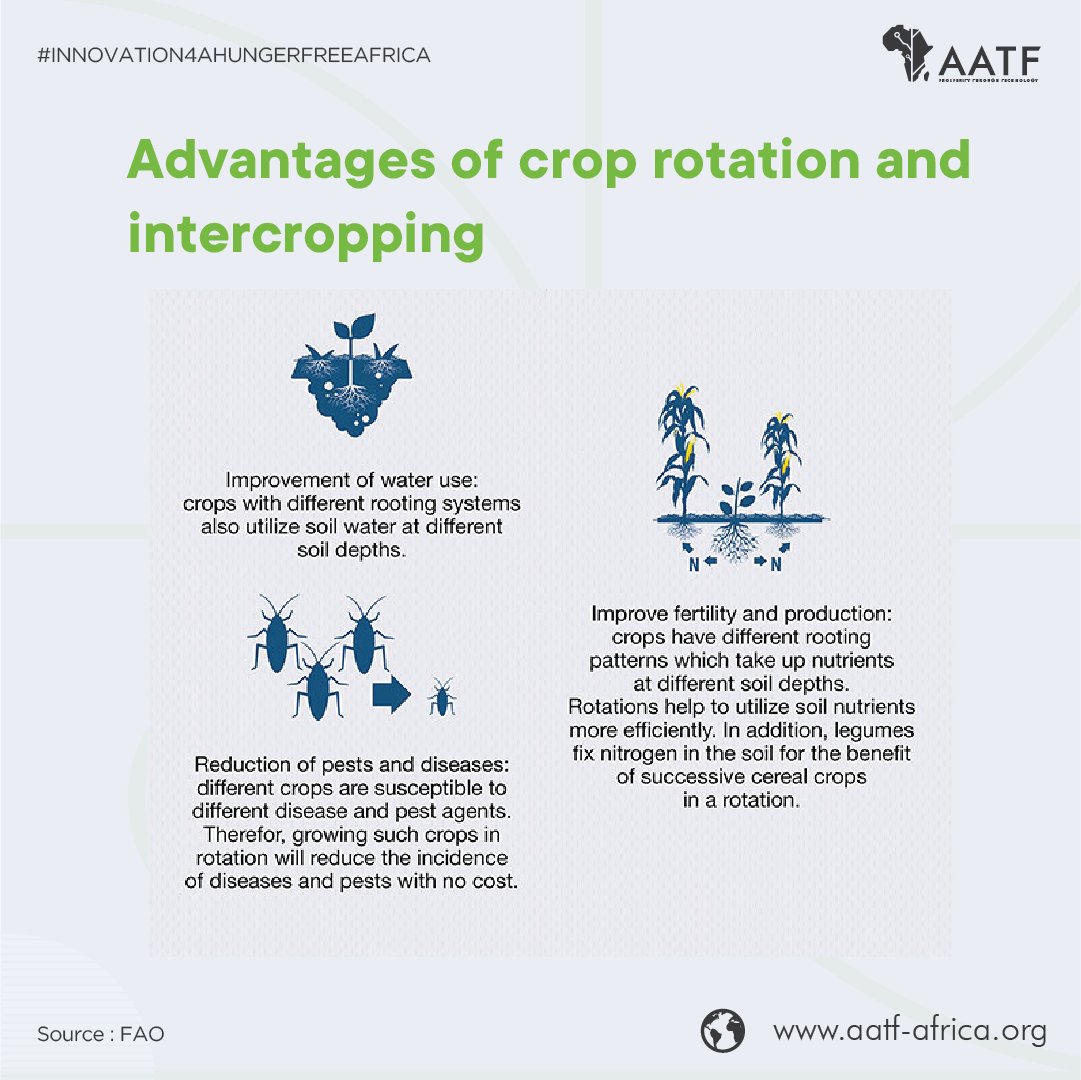 Intercropping Conservation Advantages Of Intercropping Over