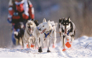 Today in History: 1st woman wins Iditarod sled dog race, 1985 otd tih ...