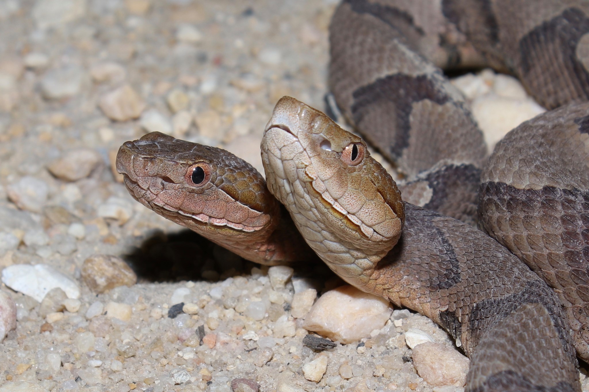 Copperhead Snake Eyes