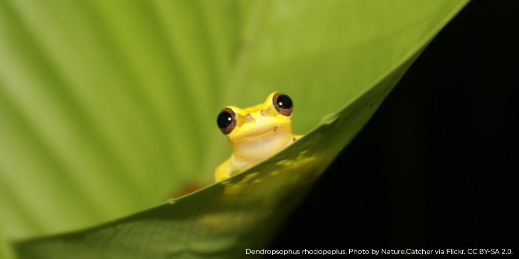 Amazon Rainforest Frogs