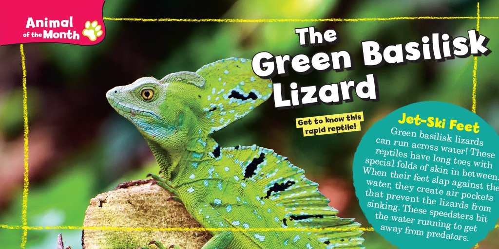 Green Basilisk Lizard Running On Water