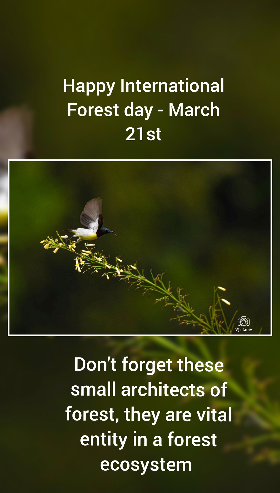 World Forestry Day Quotes The Future Of Forests: A Crucial Outlook