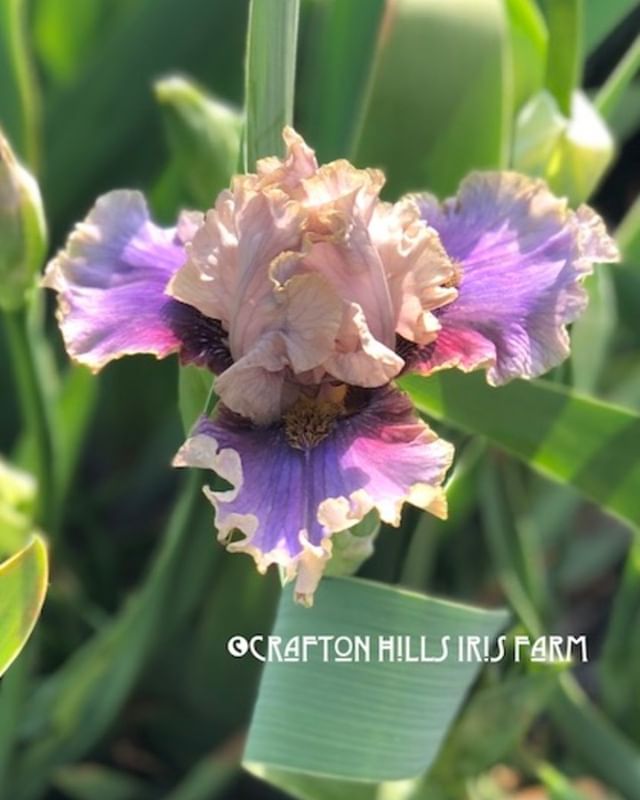 Crafton Hills Iris Farm – Growing & Hybidizing Irises in Redlands ...