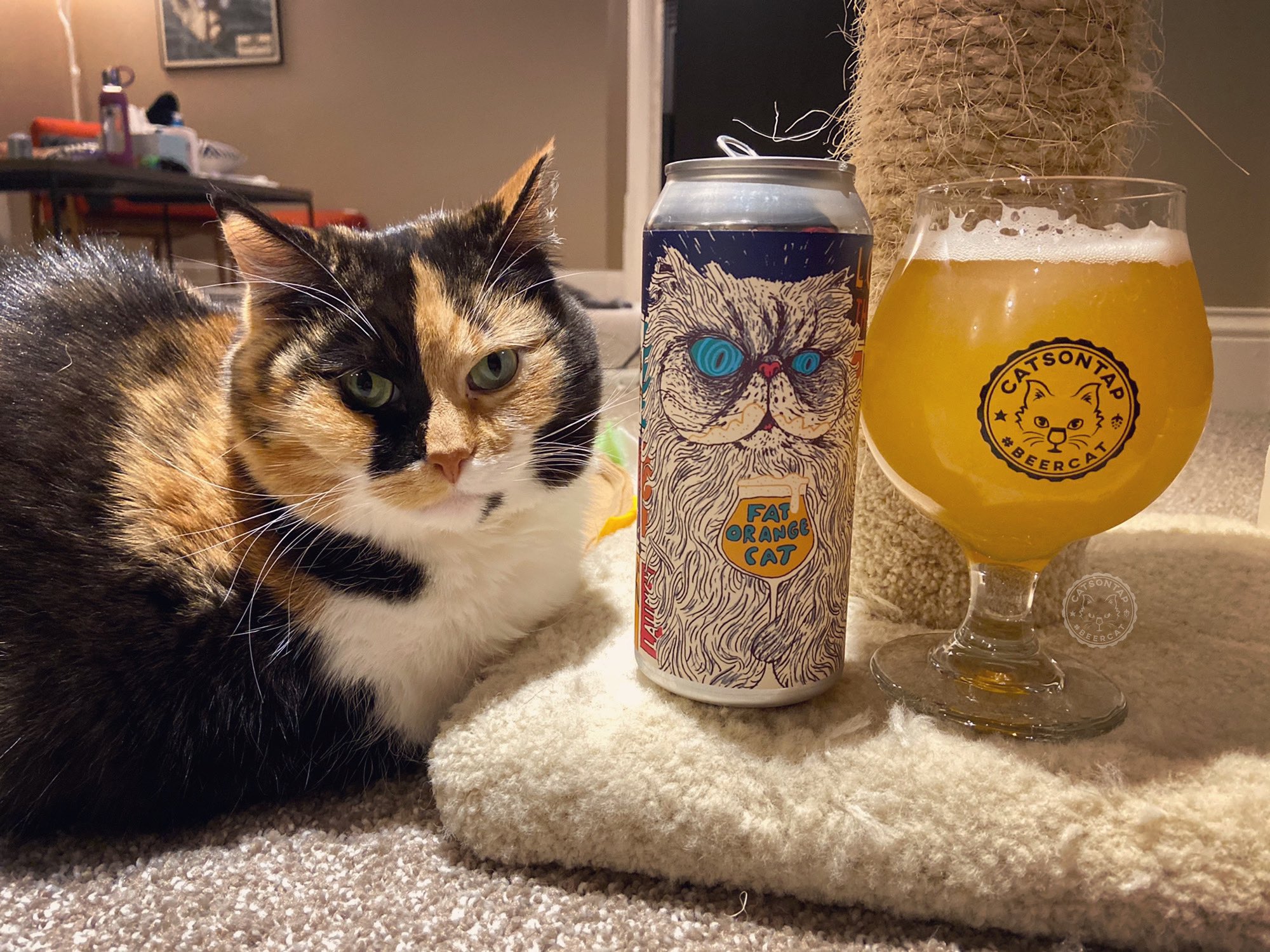Fat Cats With Beer
