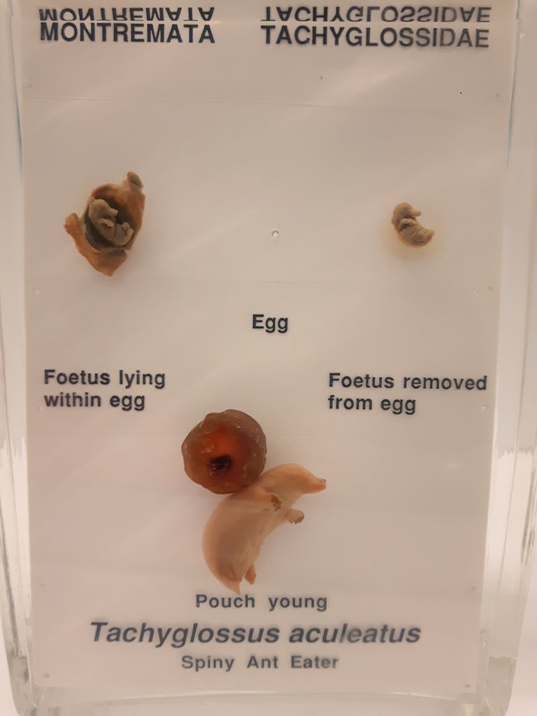 Echidna Egg Hatching