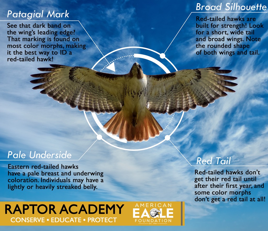 Red Tail Hawk Silhouette